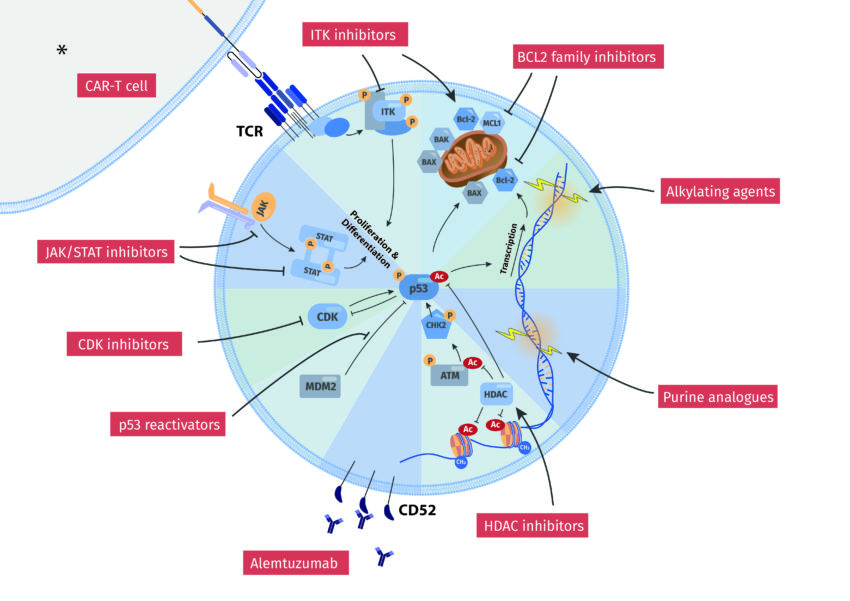 Laboratory of Lymphocyte Signaling and Oncoproteome | Marco Herling, MD