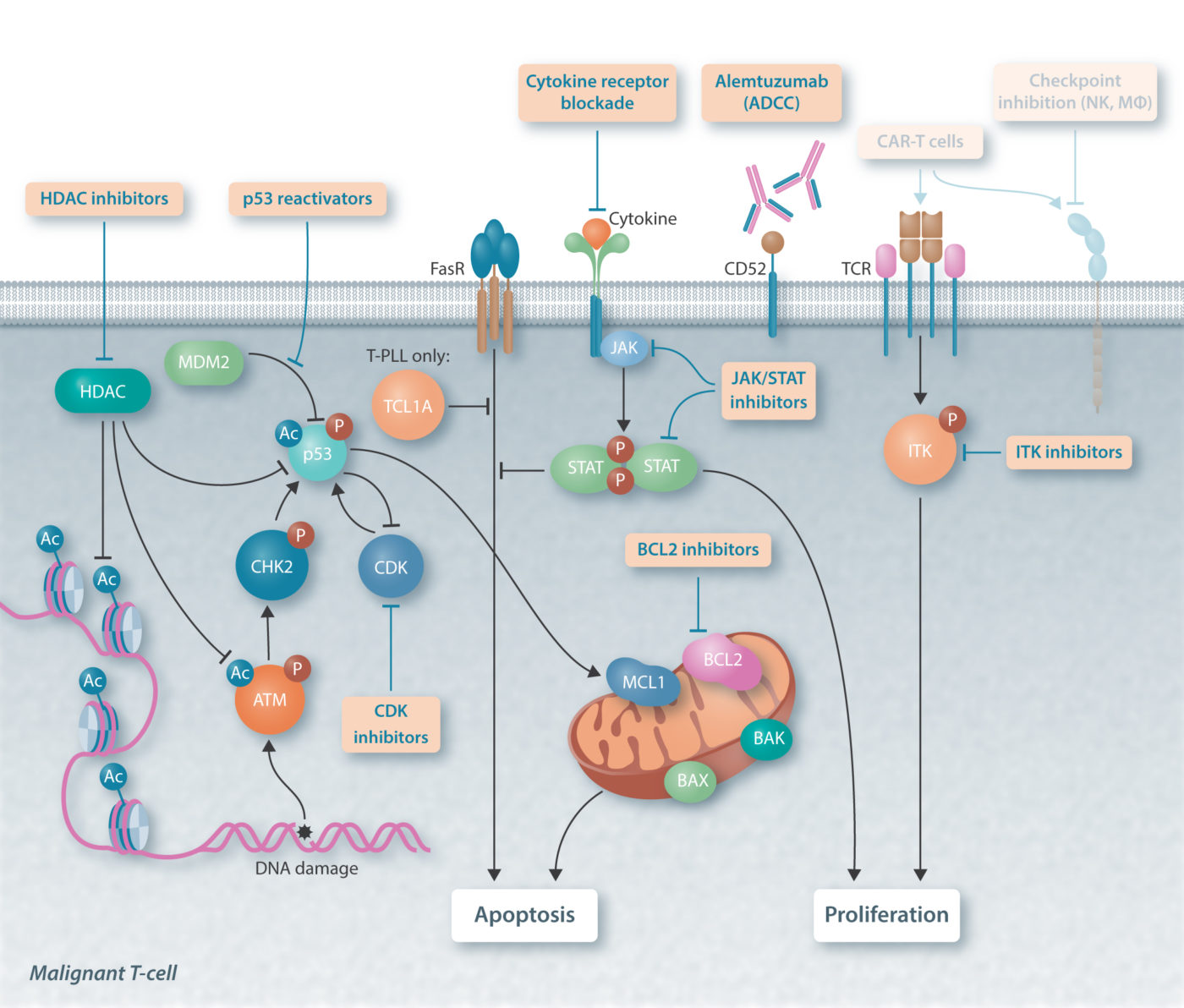 Laboratory of Lymphocyte Signaling and Oncoproteome | Marco Herling, MD