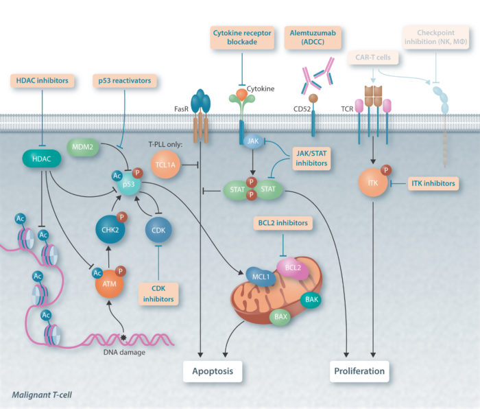 Laboratory of Lymphocyte Signaling and Oncoproteome | Marco Herling, MD